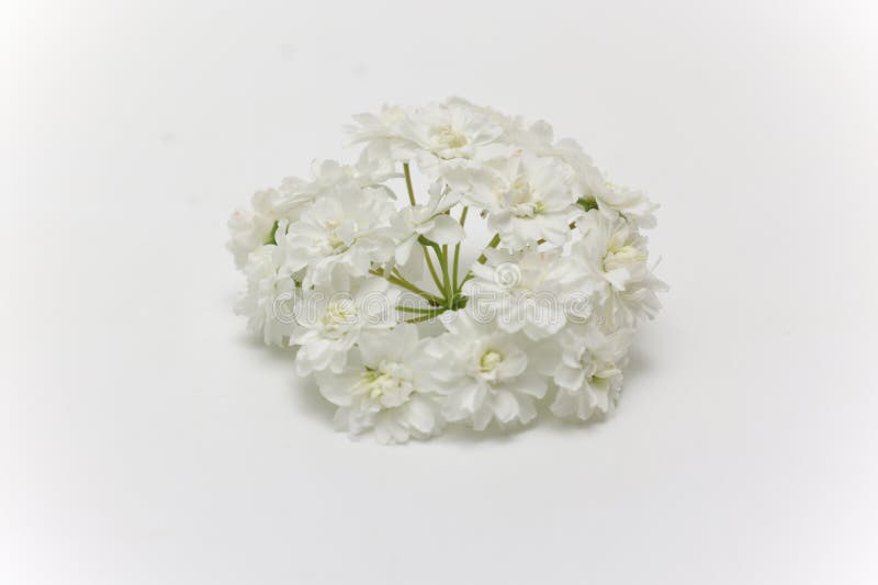 Flower Head of Reeves Spirea Isolated on a White Background Stock Image ...