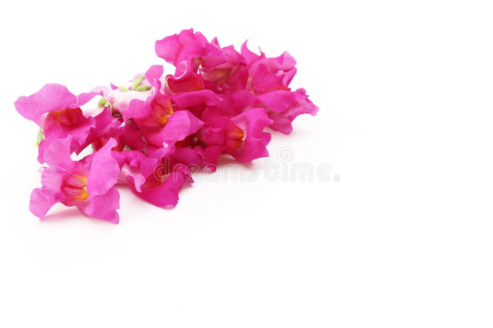 Flower Head of Snapdragon in a White Background. Stock Photo - Image of ...