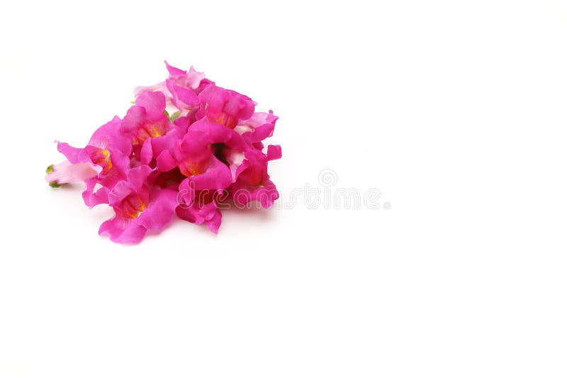 Flower Head of Snapdragon in a White Background. Stock Photo - Image of ...