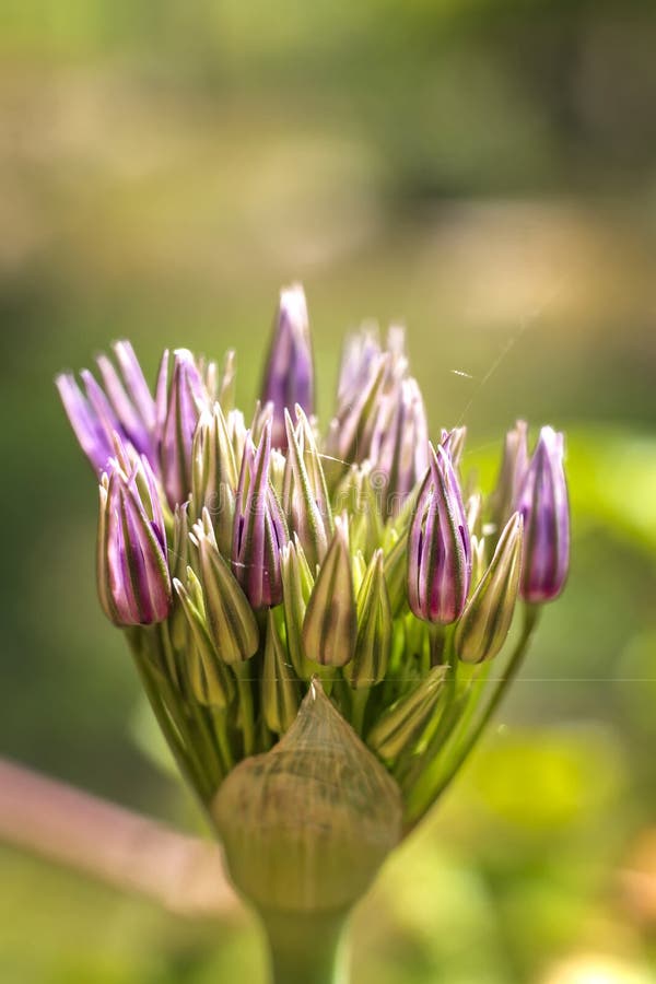 Flower Head Spherical Numerous Tiny Stock Photos - Free & Royalty-Free ...