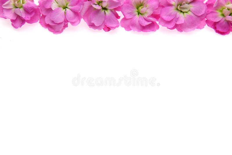 Flower Head of Stock in a White Background Stock Image - Image of ...