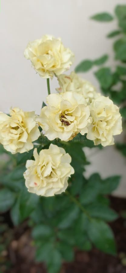 Flower head Yellow roses stock photo. Image of petal - 209142666