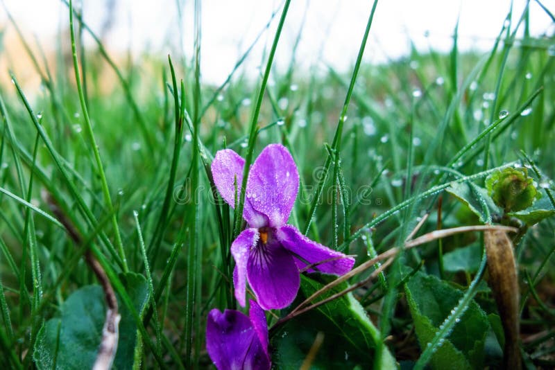 2 Flower Heads of Viola Odorata in Dewy Grass Stock Image - Image of ...