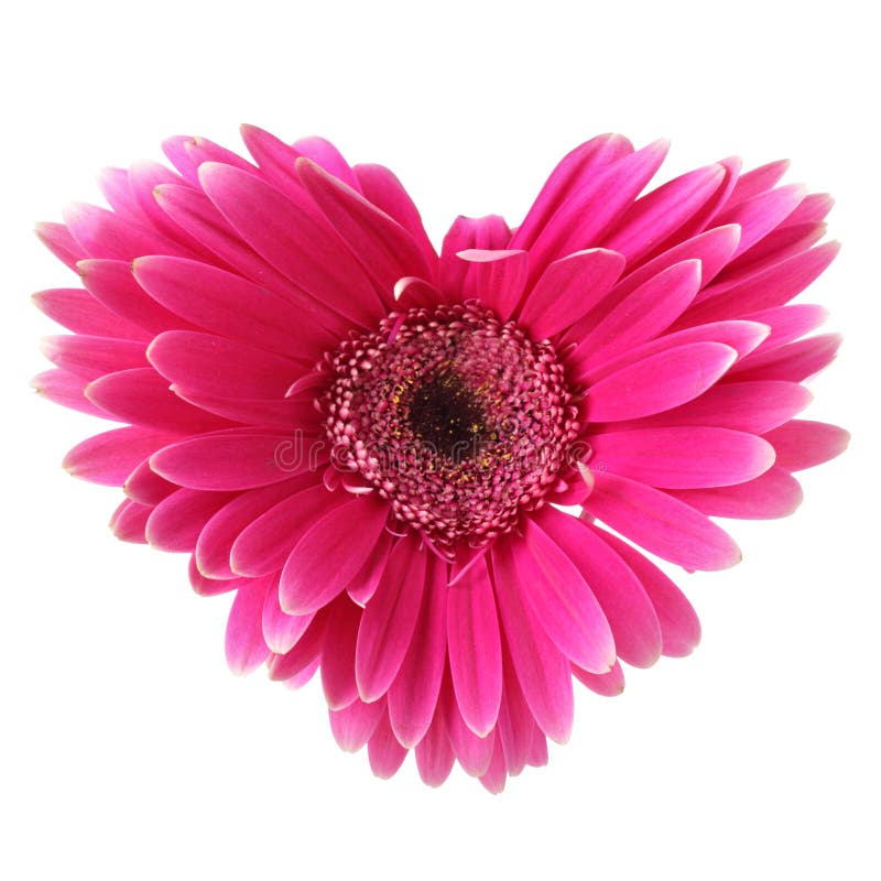 Flower heart stock image. Image of color, love, bright - 9008667