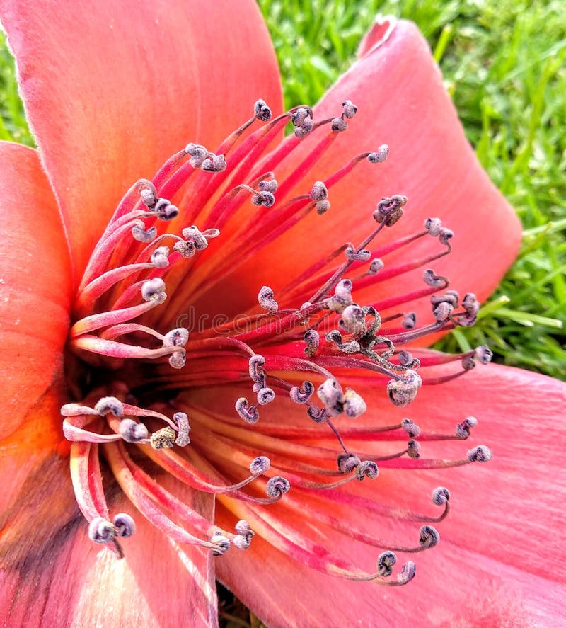 Flower heart stock image. Image of flower, heart, plants - 111779347