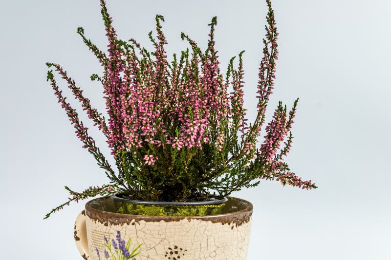Flower of heather in pot. stock photo. Image of heather - 100407090