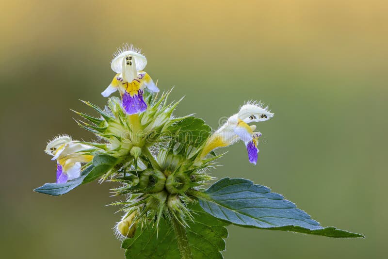 A flower of hemp nettle stock photo. Image of nature - 137435756