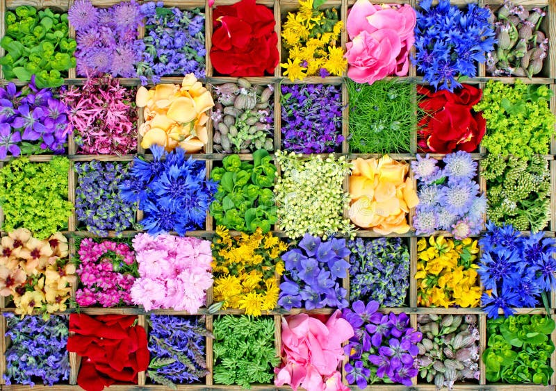 Flower, Herb and Spice Collage Stock Photo - Image of coloured ...