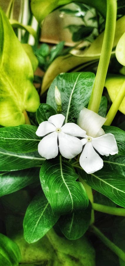 Flower Here - Hibiscus Rosa Sinensis Stock Image - Image of hibiscus ...