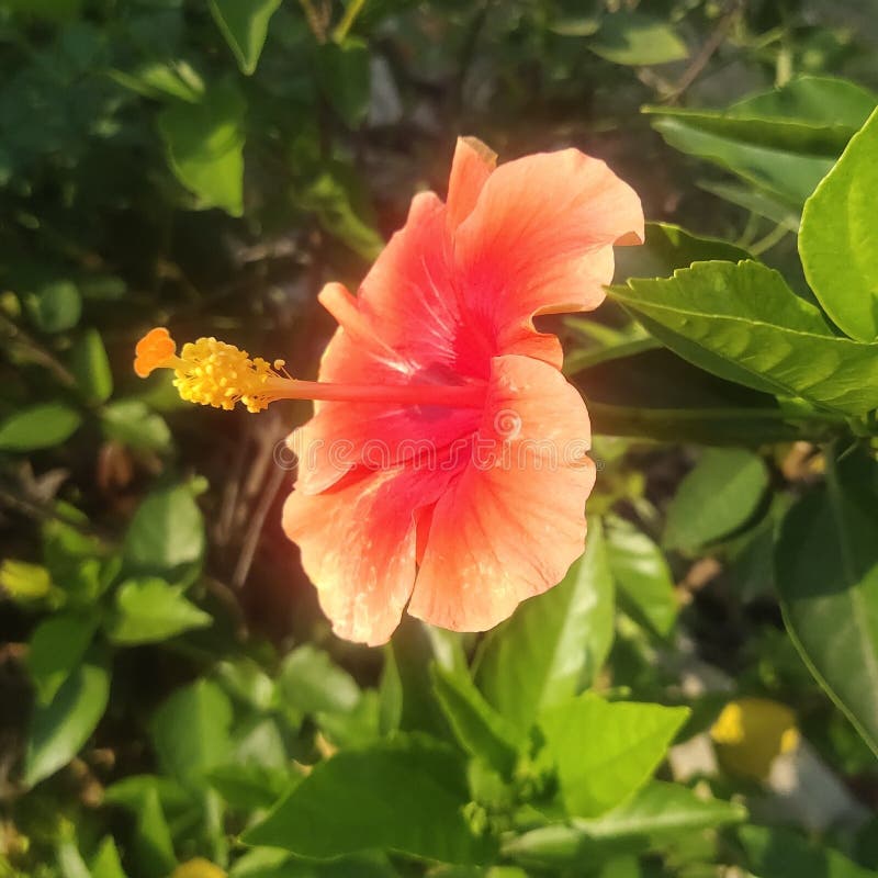 Yellowish Red Hibiscus Flower , Gudhal Stock Image - Image of gudhal ...