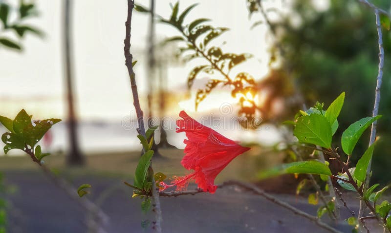 Fleur de Tahiti stock image. Image of plante, tiare - 132573469