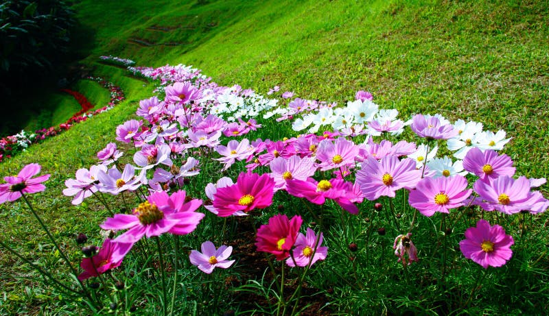 Flower in the hill stock image. Image of leaf, herb, pattern - 26105491