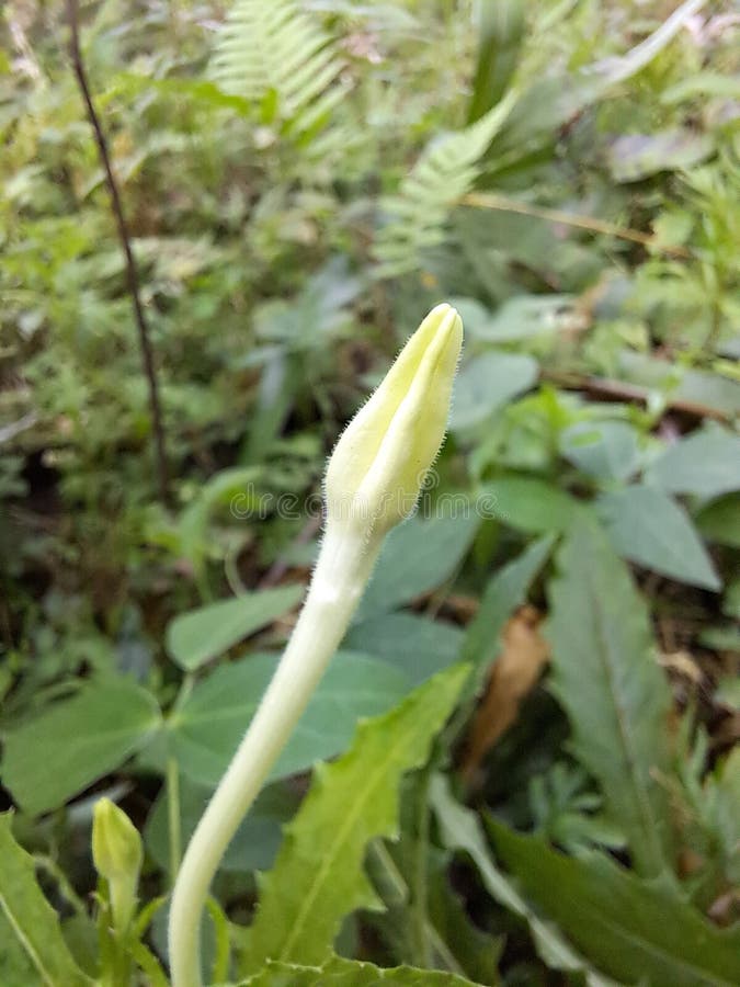 The Flower of Hippobroma Longiflora Stock Image - Image of longiflora ...