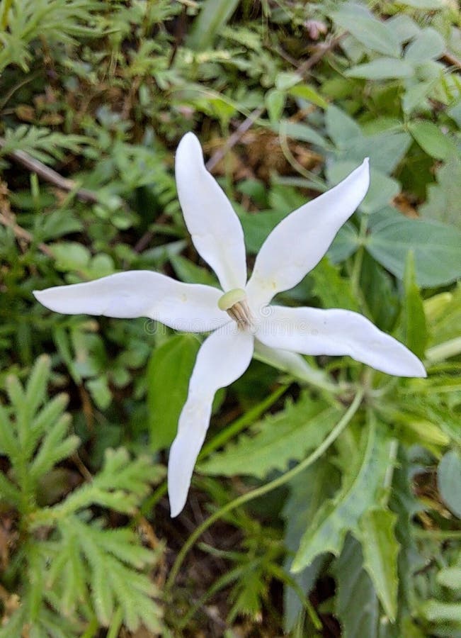 The Flower of Hippobroma Longiflora Stock Image - Image of longiflora ...