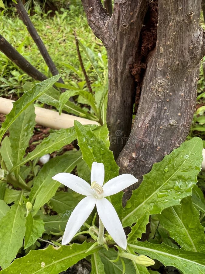 The Flower of Hippobroma Longiflora Stock Image - Image of longiflora ...