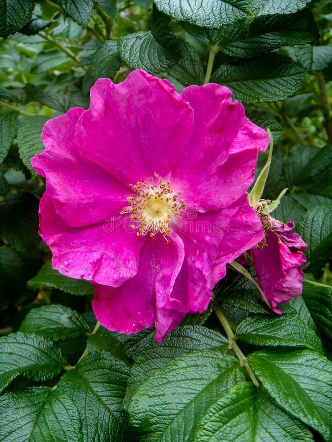 Rose Hips Bud. Flower Wild Rose. Stock Image - Image of nature, macro ...