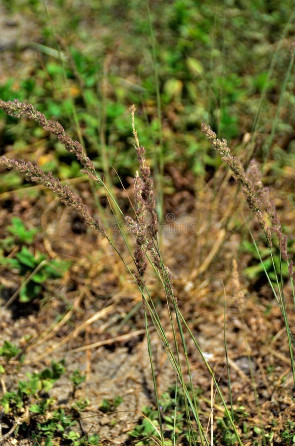 Holcus Lanatus Flowers in the Field Stock Image - Image of coast ...