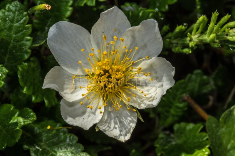 Flower of Holtasoley stock photo. Image of iceland, alpine - 191234422