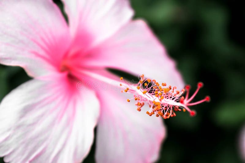 Flower stock image. Image of beuatiful, back, flower - 44145901