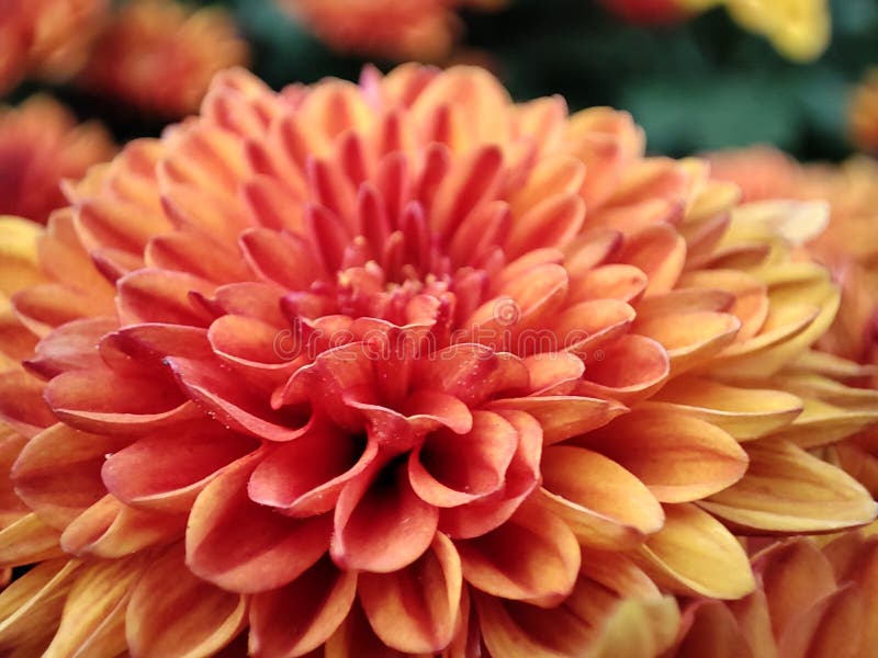 Flower at home town stock image. Image of town, flower - 263341655