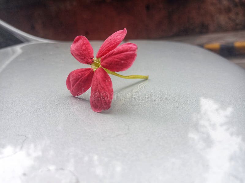 Flower stock image. Image of hood, nature, city, color - 130472473