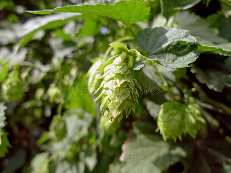 Beer Mug, Hops and Barley stock photo. Image of product - 26437950