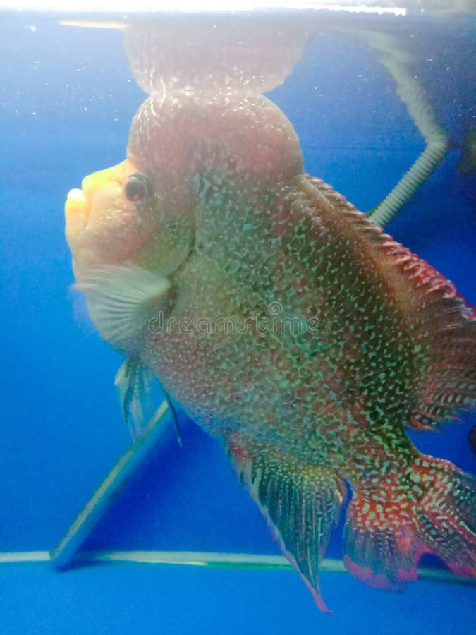 Flower Horn fish stock photo. Image of blue, animal - 201132910