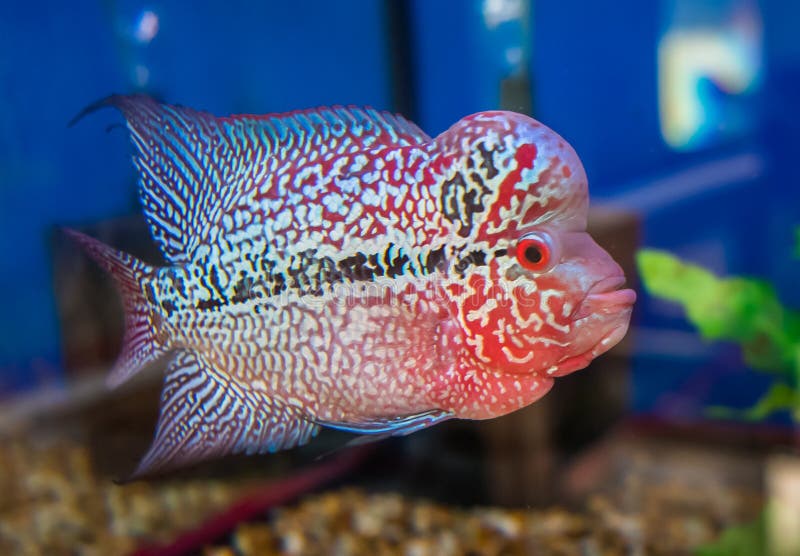 Flower horn fish stock photo. Image of luohan, lohan - 36167032