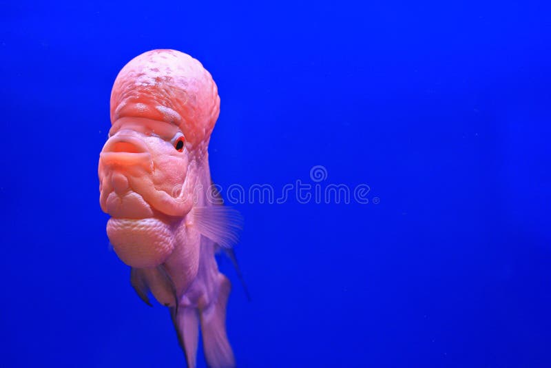Flower horn fish stock image. Image of breed, exotic - 36115585