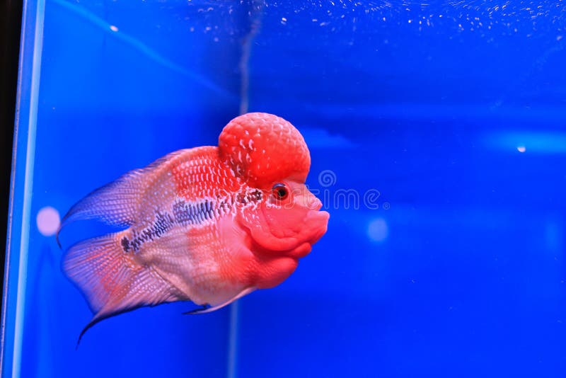 Flower horn fish stock image. Image of show, glory, aquatic - 36115595