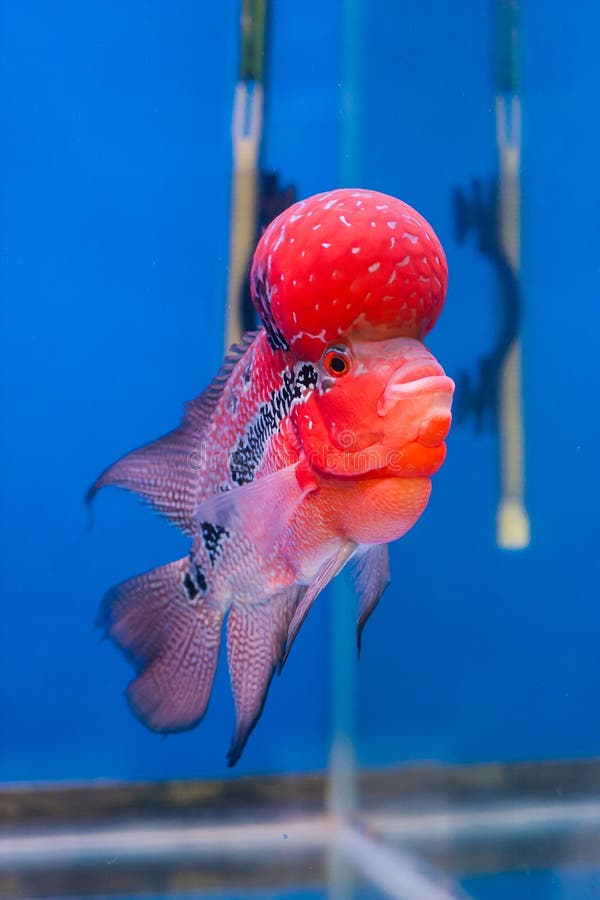 510 Flower Horn Fish Stock Photos - Free & Royalty-Free Stock Photos ...