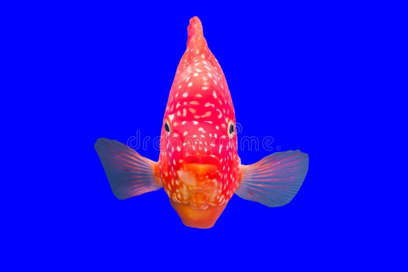 Flower horn fish stock image. Image of asian, animal - 45762173