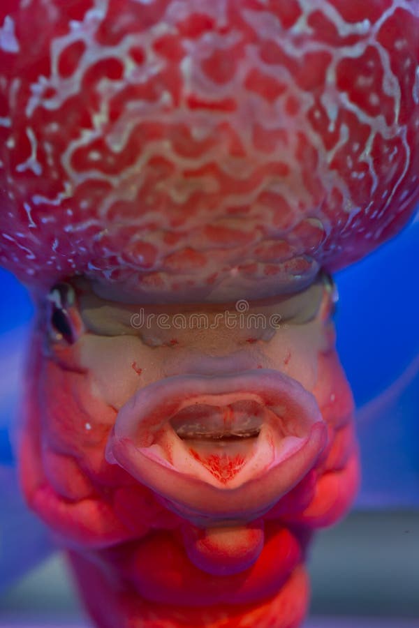 Flower Horn Fish stock image. Image of fish, living - 158664059