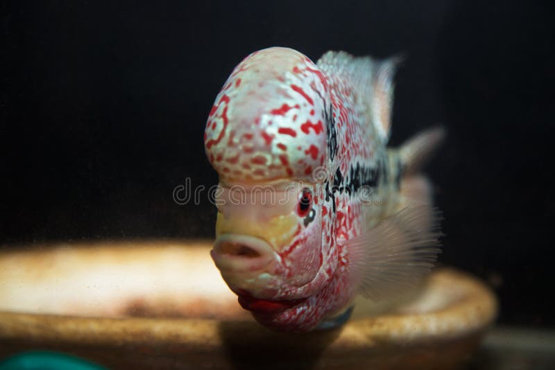 Flower Horn fish stock image. Image of flowerhorn, natural - 129858147