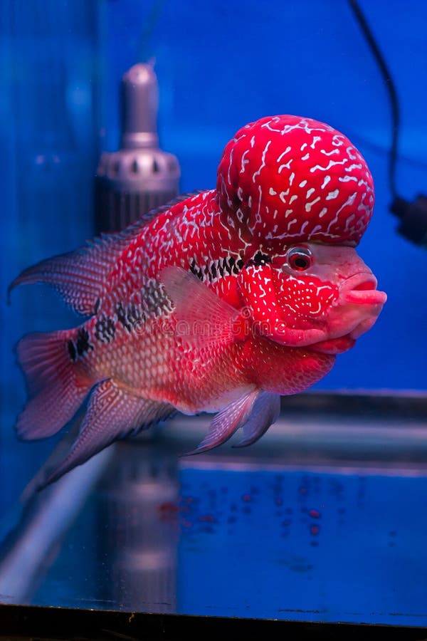 387 Flowerhorn Fish Stock Photos - Free & Royalty-Free Stock Photos ...