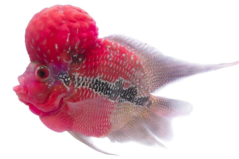 Flower horn fish stock photo. Image of luohan, lohan - 36167032