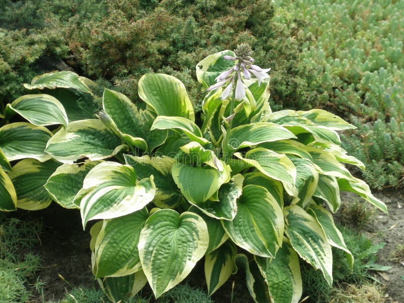 Flower of the Host in the Garden Stock Photo - Image of grow, colorful ...
