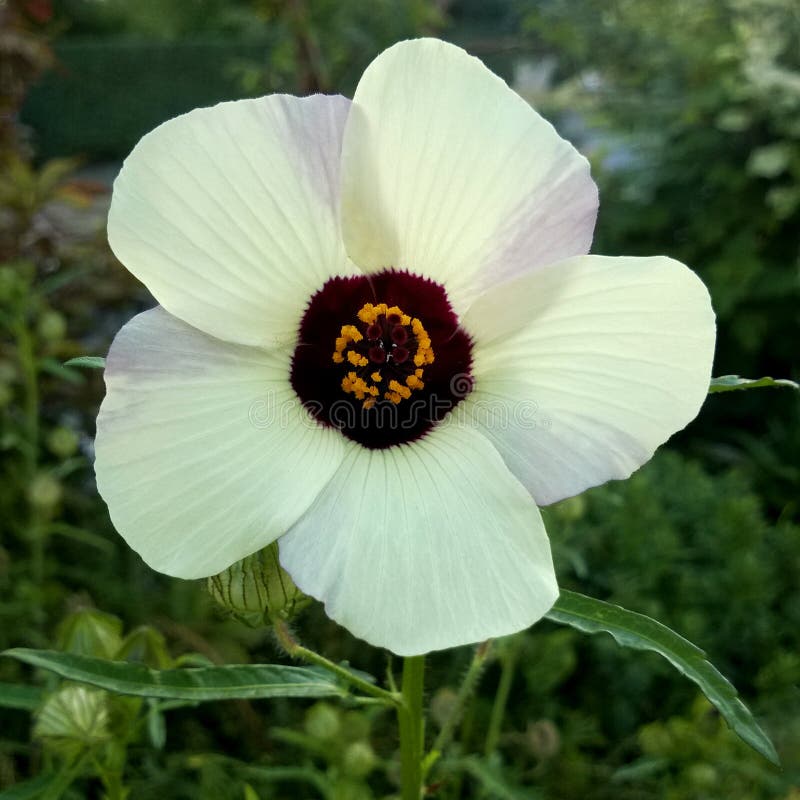 Flower-of-an-hour stock photo. Image of garden, brown - 198867032