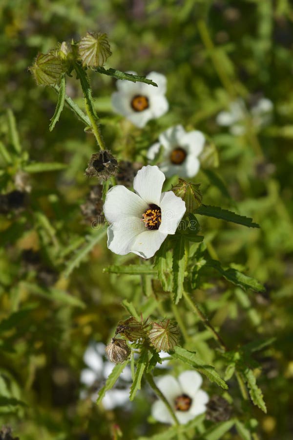 Flower-of-an-hour stock photo. Image of trionum, flowerofanhour - 339476792