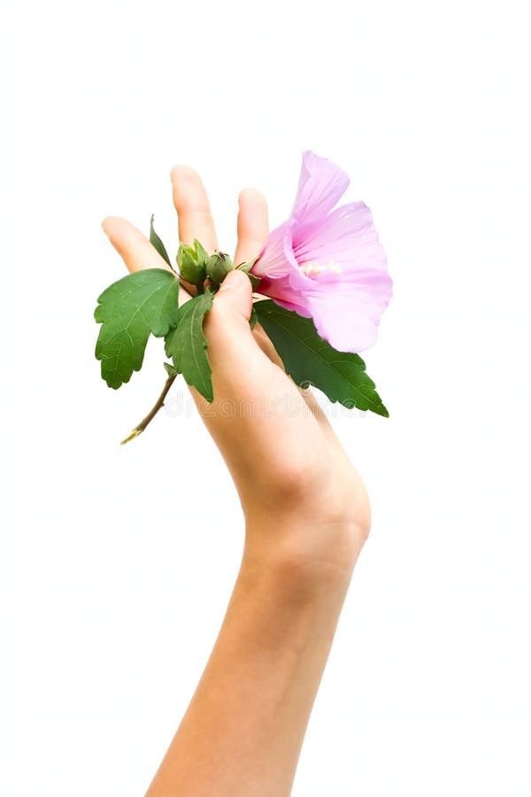 Flower in human hand stock photo. Image of beautiful, give - 6551578
