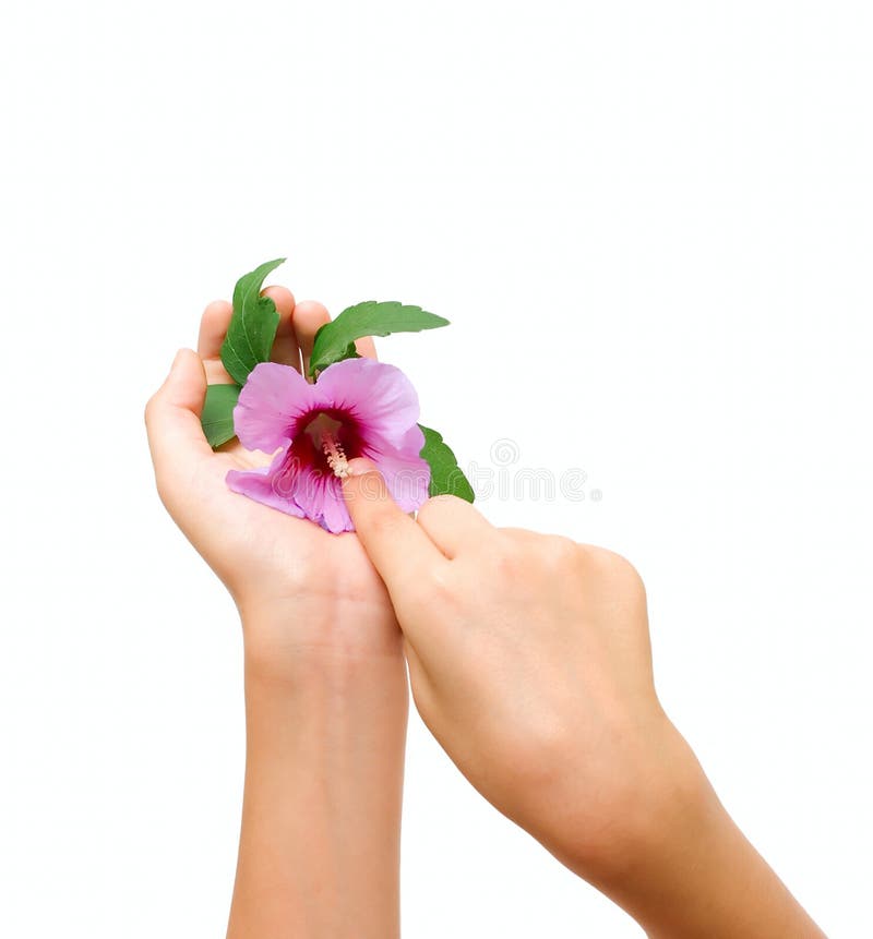 Flower in human hands stock image. Image of aroma, flower - 8111869