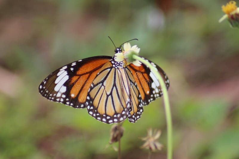 Butterfly stock photo. Image of hungry, flower, wild - 116686754