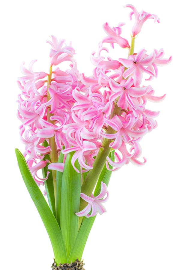 Flower Hyacinth Pink Color Isolated Stock Image - Image of purple ...