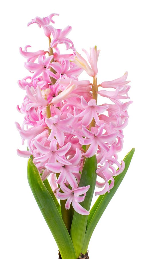 Flower Hyacinth Pink Color Isolated Stock Image - Image of springtime ...
