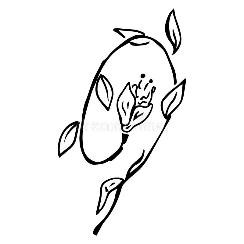 Flower Icon. Vector of a Flower. Hand Drawn Flower Stock Illustration ...