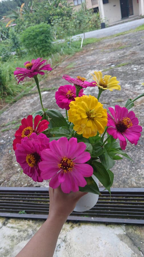 Flower stock image. Image of beautiful, flower, flow - 147686615