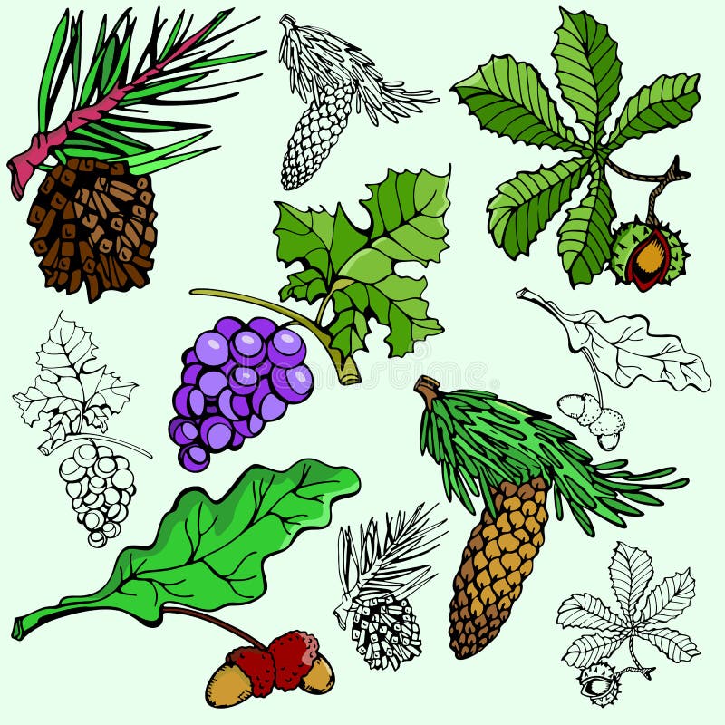 Life Cycle of Pine Tree: Reproduction of Gymnosperms with Titles Stock ...