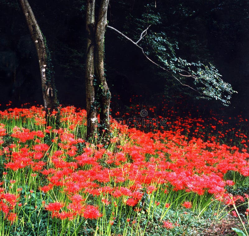 Flower image stock photo. Image of spring, plant, flower - 81595290