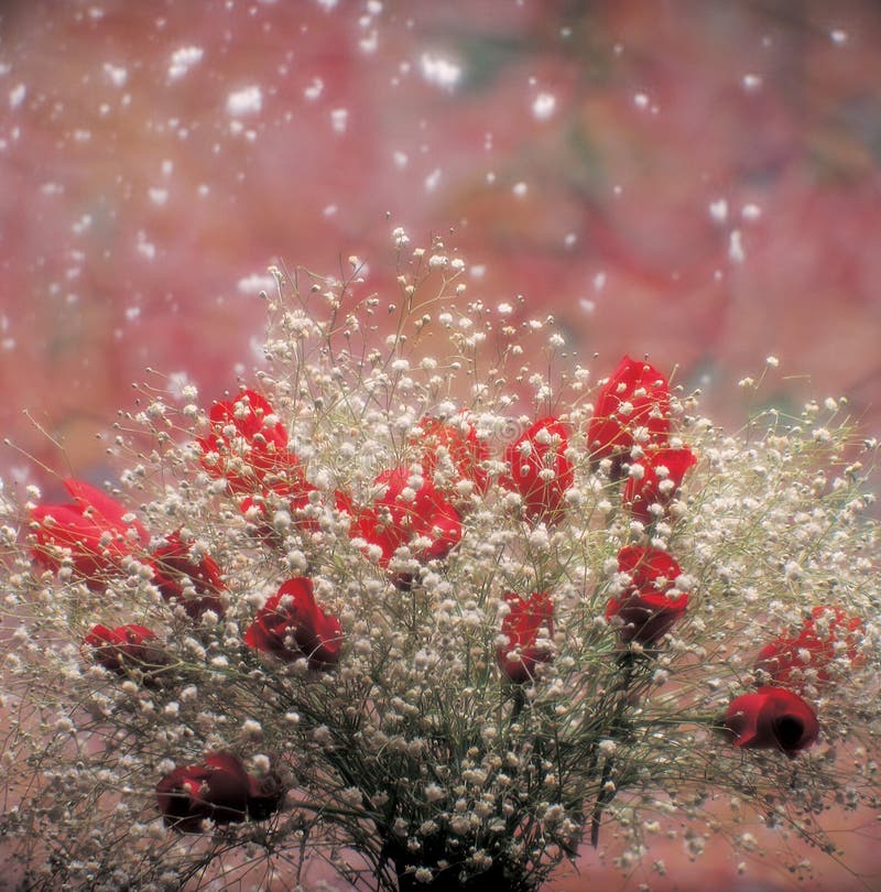 Flower image stock photo. Image of vegetation, shrub - 81622098