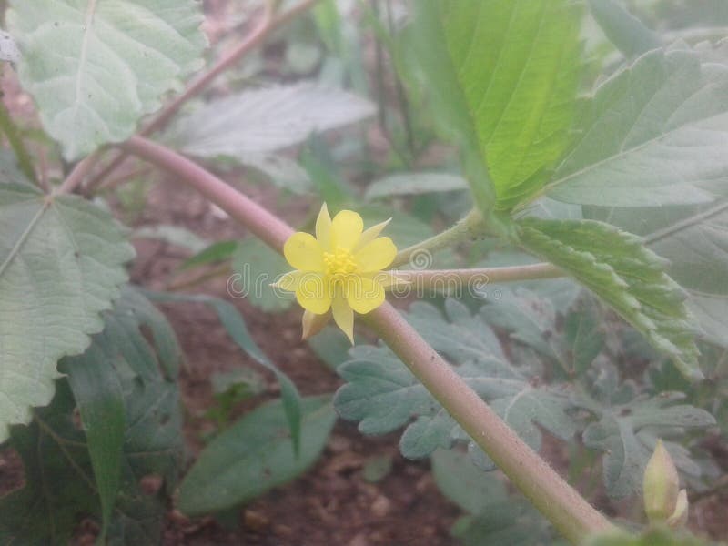 Yellow Flower Image Rear Flower Stock Photo - Image of yellow, farm ...